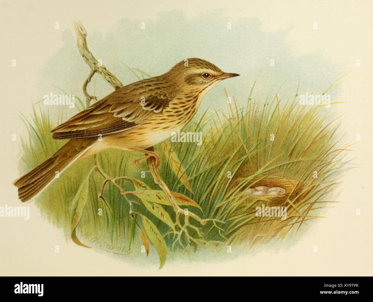 Pipit identification hi-res stock photography and images - Alamy