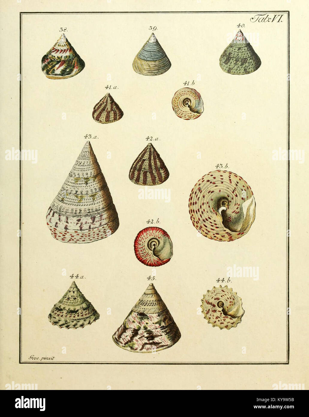 A detailed systematic catalog of shells, classified according to the ...
