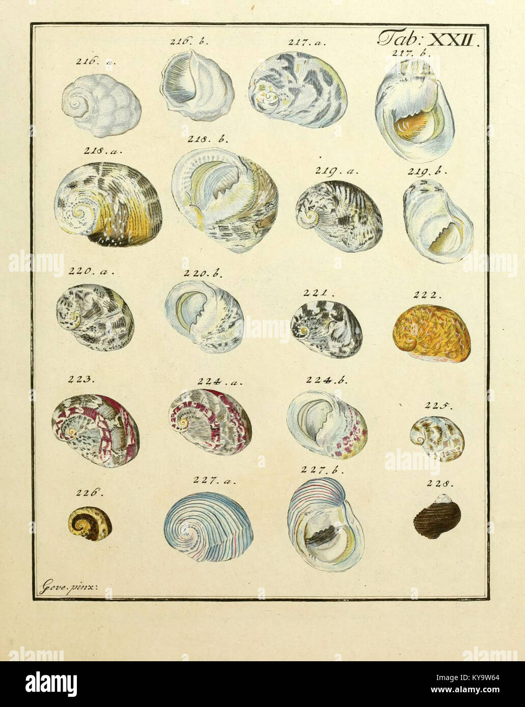 This work focuses on the systematic classification of mollusks ...