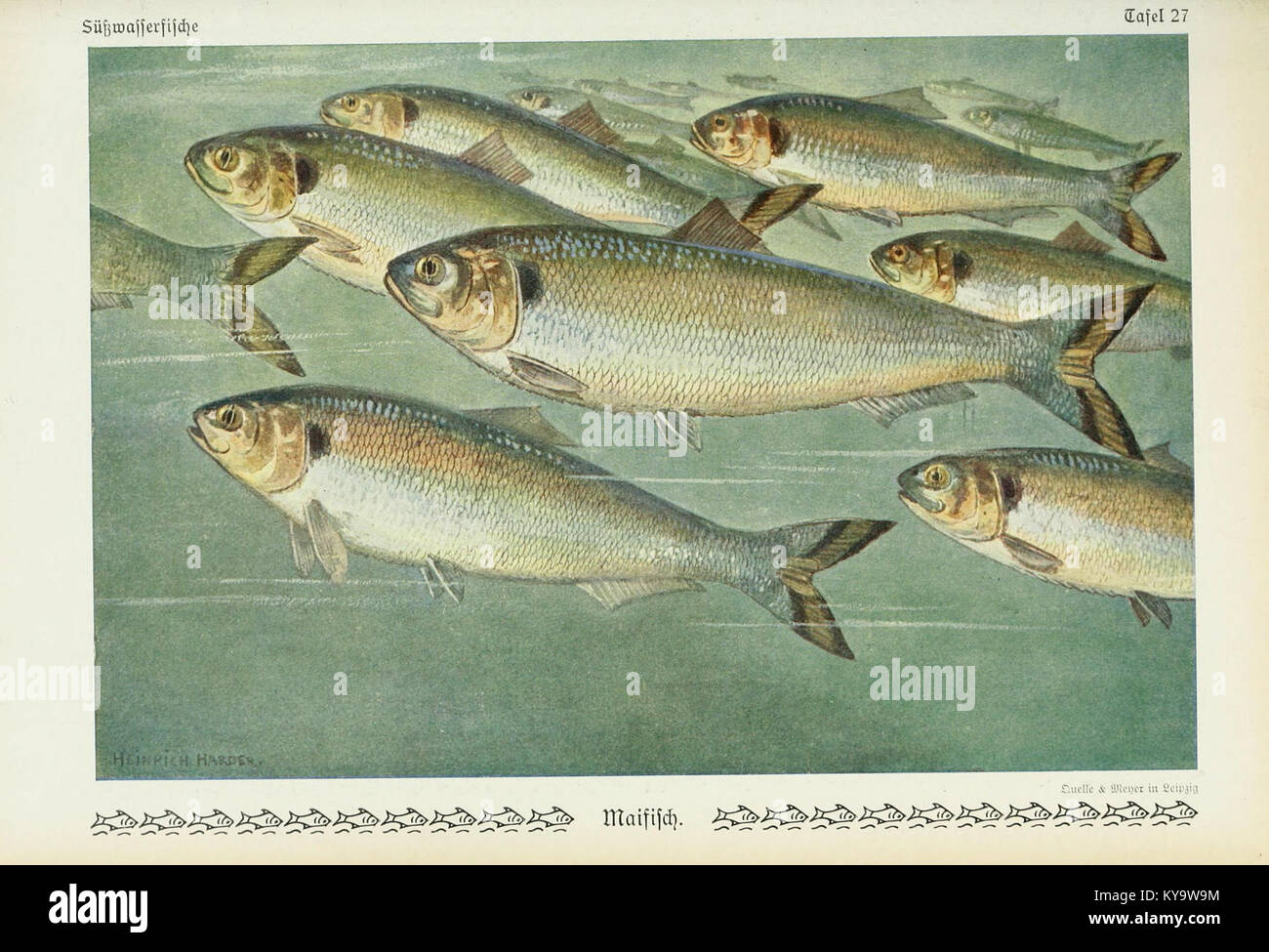 Particular freshwater fish hi-res stock photography and images - Alamy