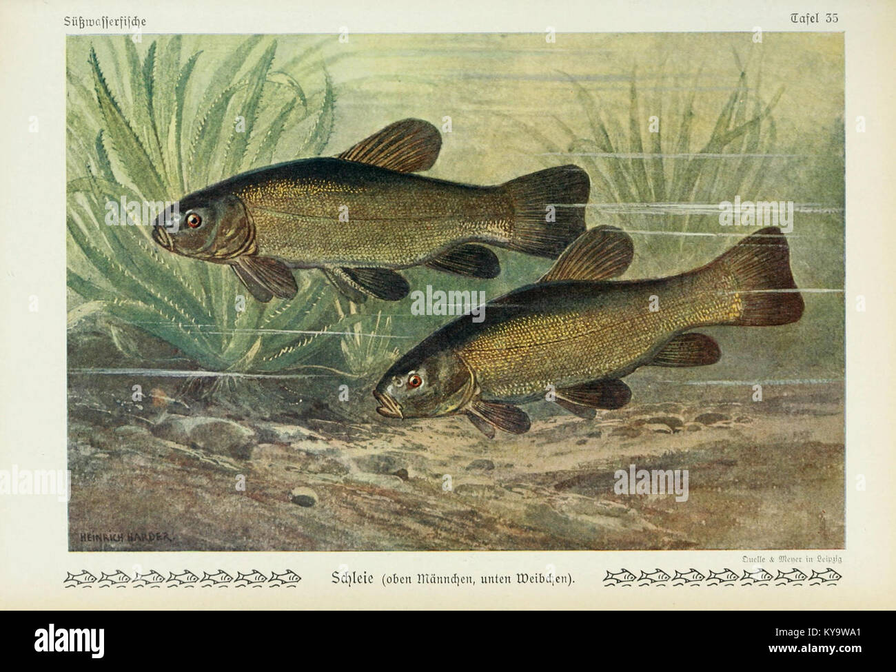 Scientific work on freshwater hi-res stock photography and images - Alamy