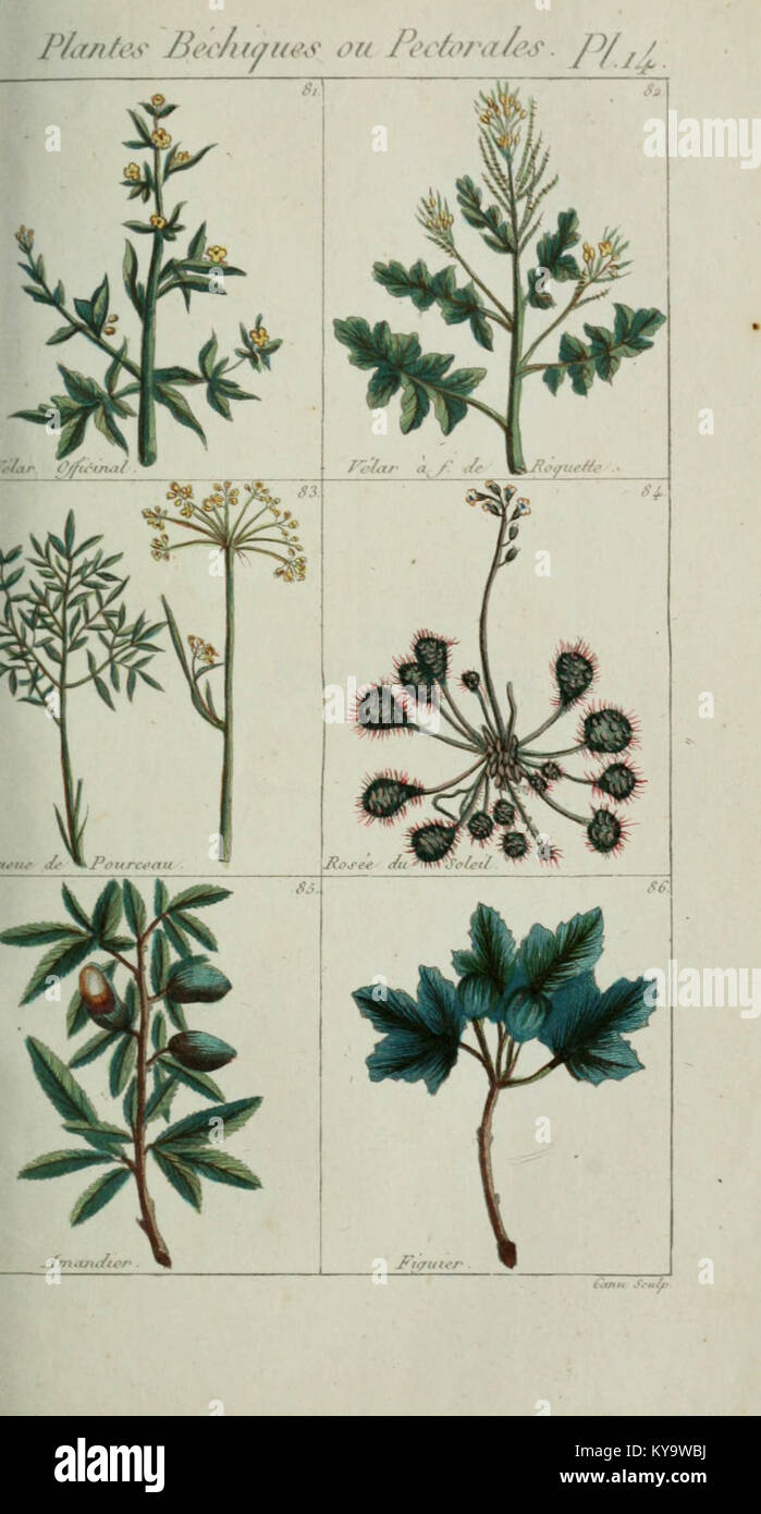 Indigenous plants hi-res stock photography and images - Alamy