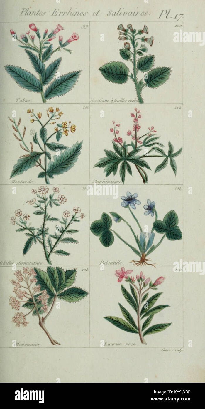 A botanical illustration depicting common, native, and exotic plants ...