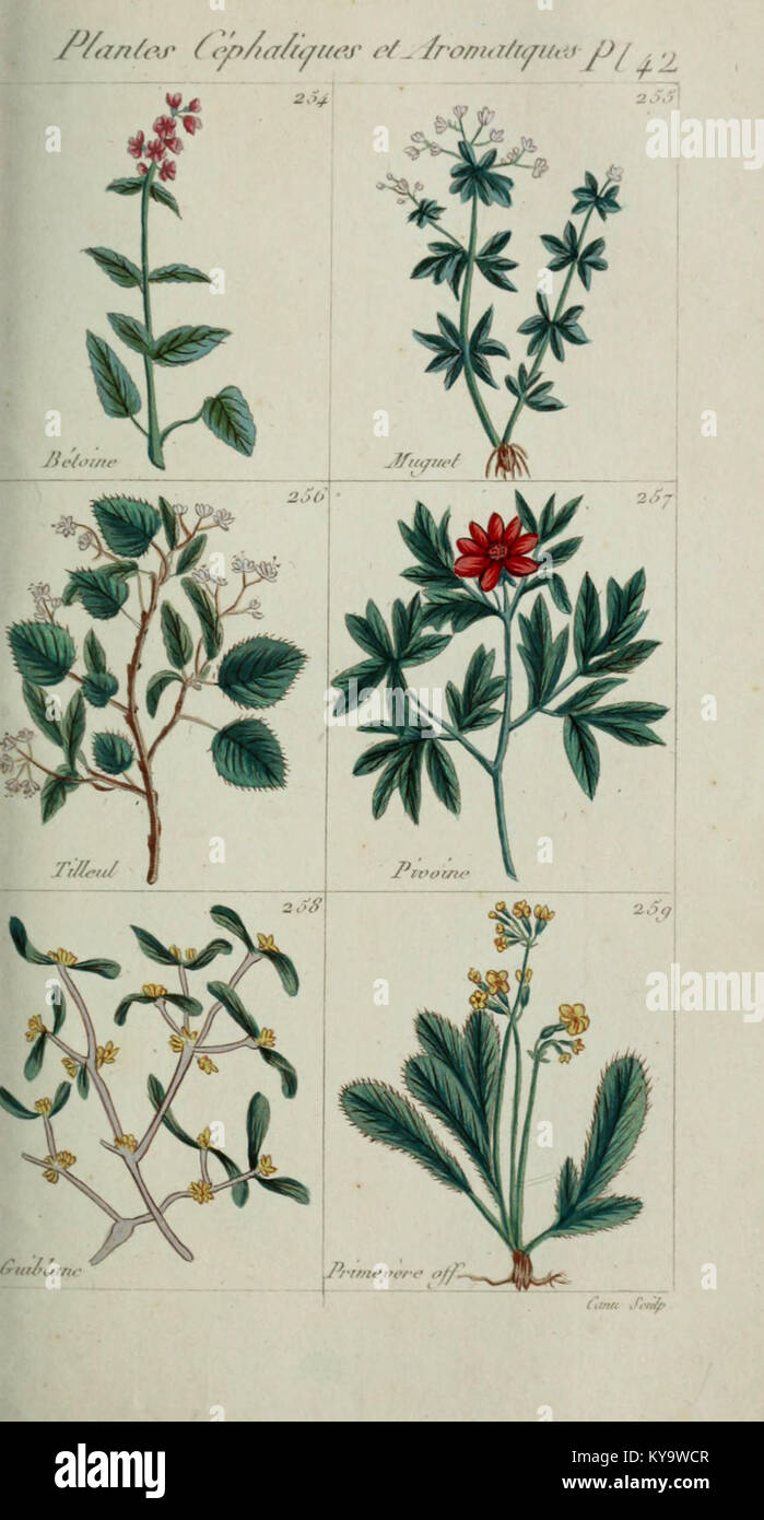 A botanical illustration from 'Plantes usuelles, indigènes et exotiques ...