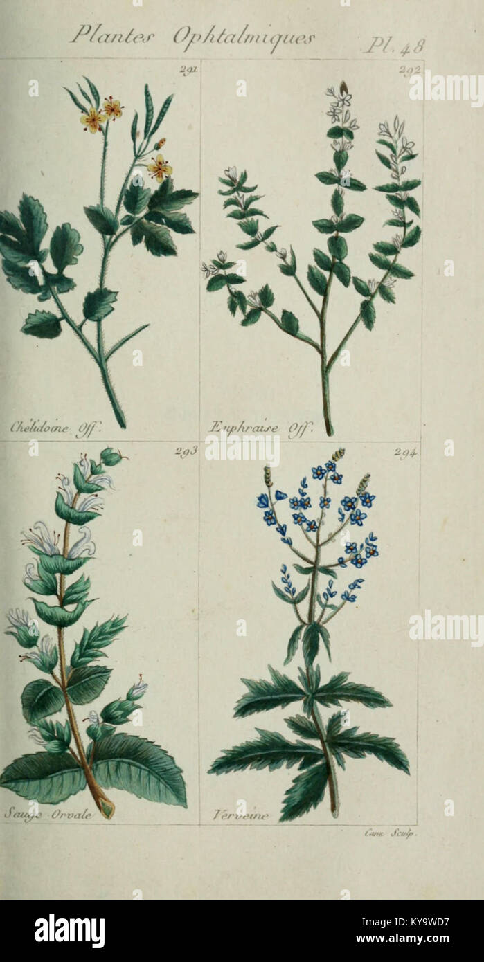 An illustration from a botanical work showing common, indigenous, and ...