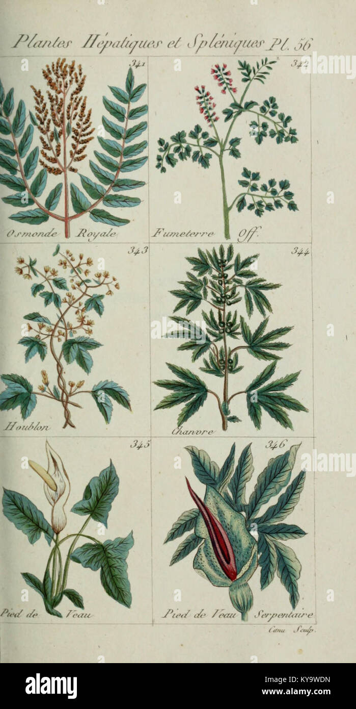 This botanical illustration depicts a range of common, indigenous, and ...