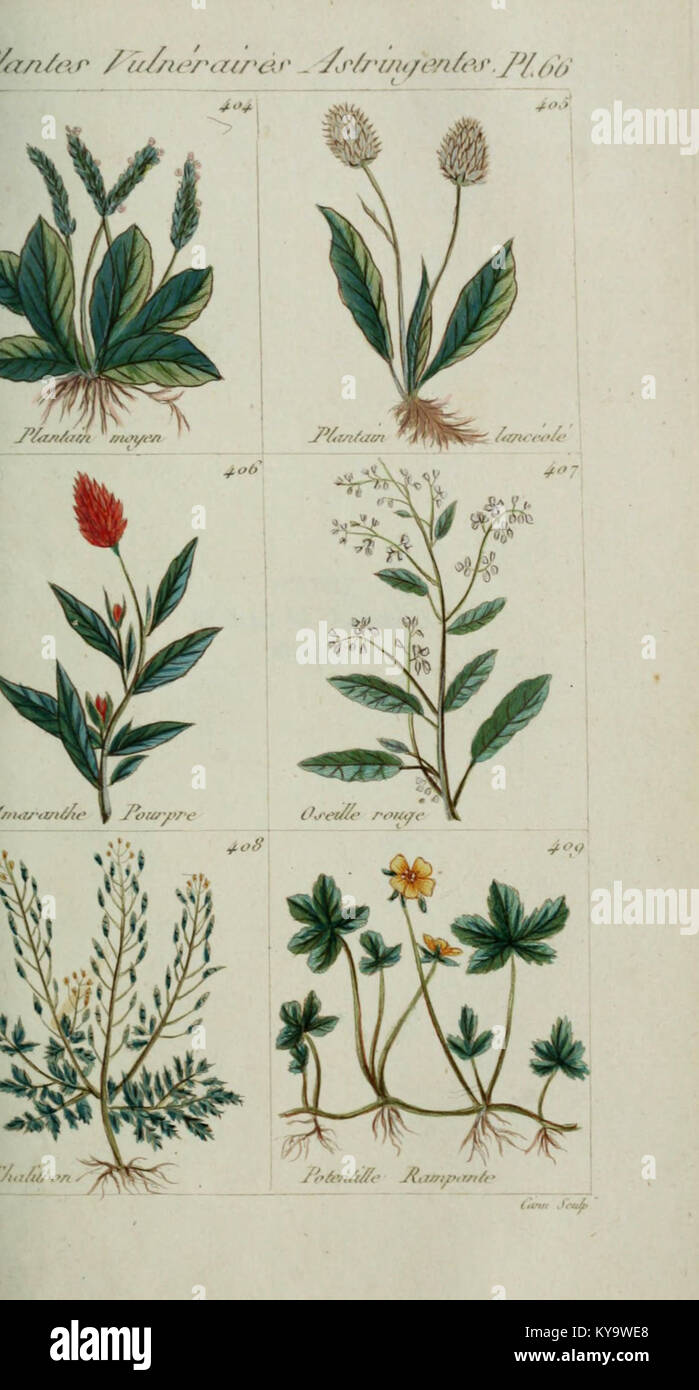 Illustration from a historical botanical work showcasing common, native ...
