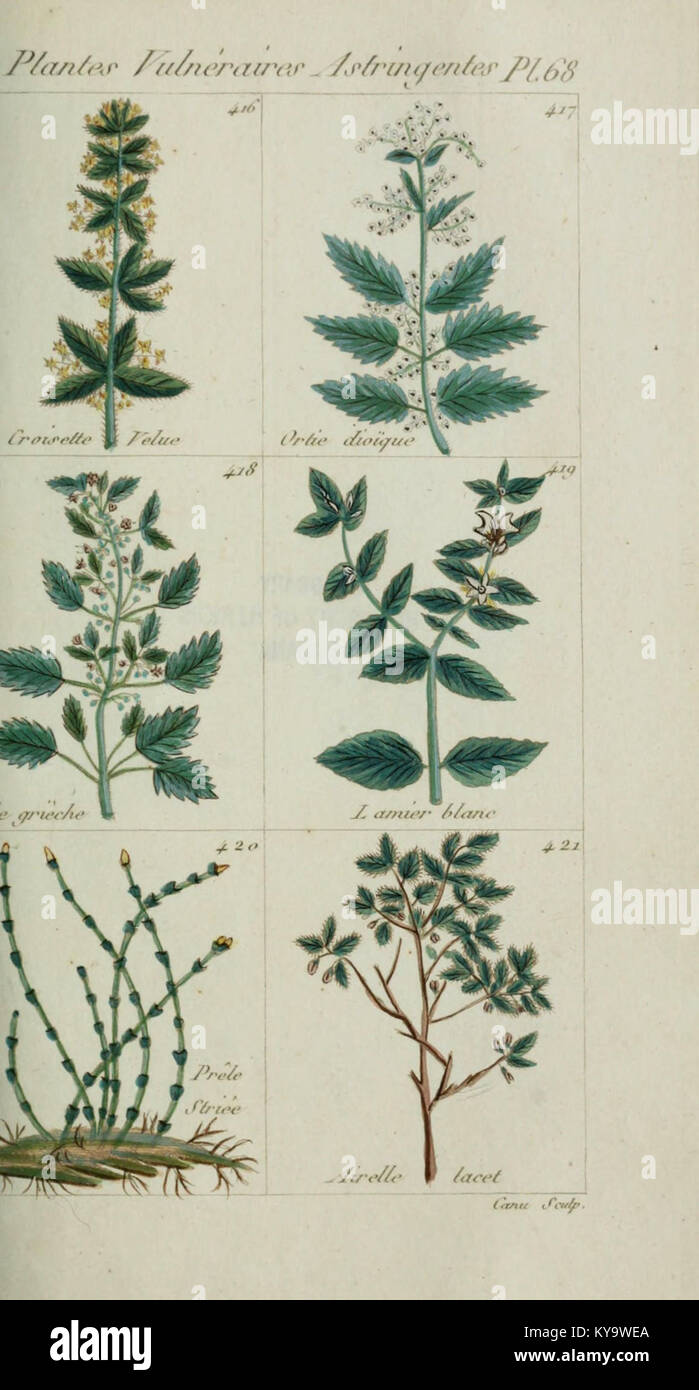 This illustration from 'Plantes usuelles, indigènes et exotiques ...