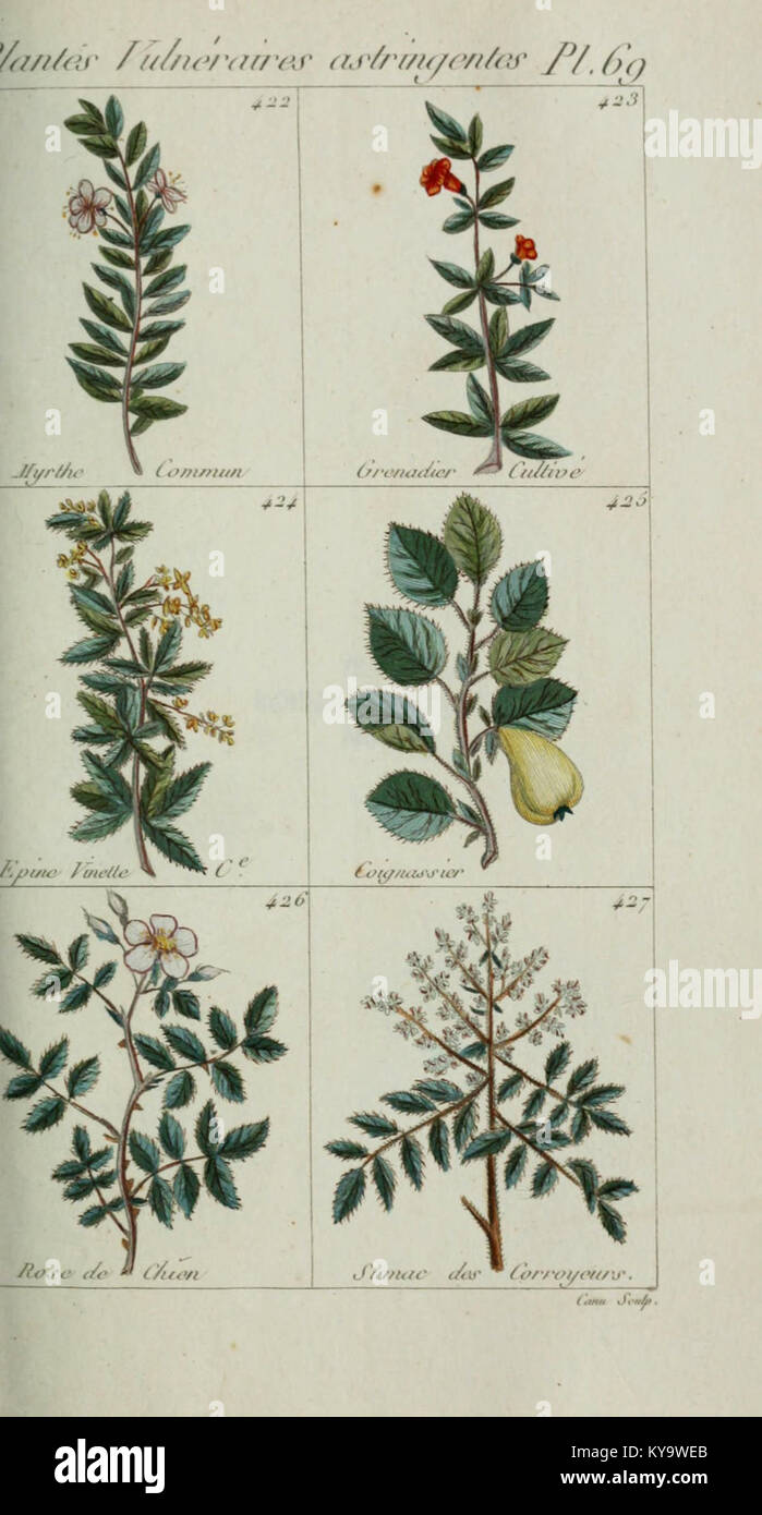 This plate from a botanical work showcases common, indigenous, and ...