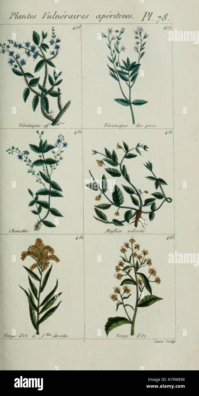 This botanical illustration features common, indigenous, and exotic ...
