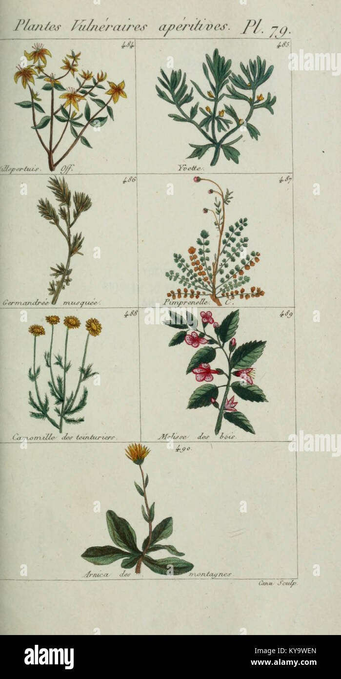 This plate from 'Plantes usuelles, indigènes et exotiques' shows a ...