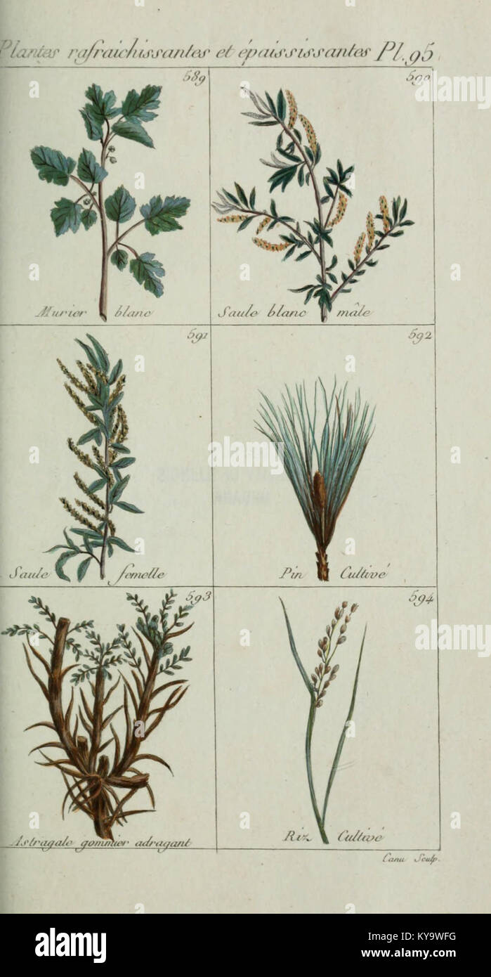 This illustration from a botanical work showcases various common ...