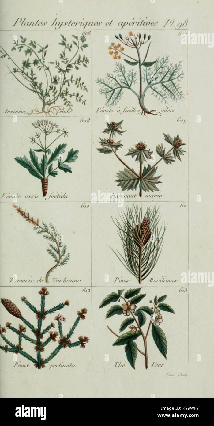 This botanical illustration showcases common, indigenous, and exotic ...