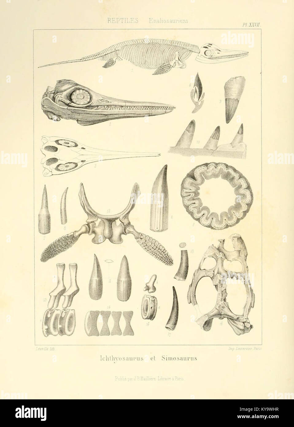 Paleospecies hi-res stock photography and images - Alamy