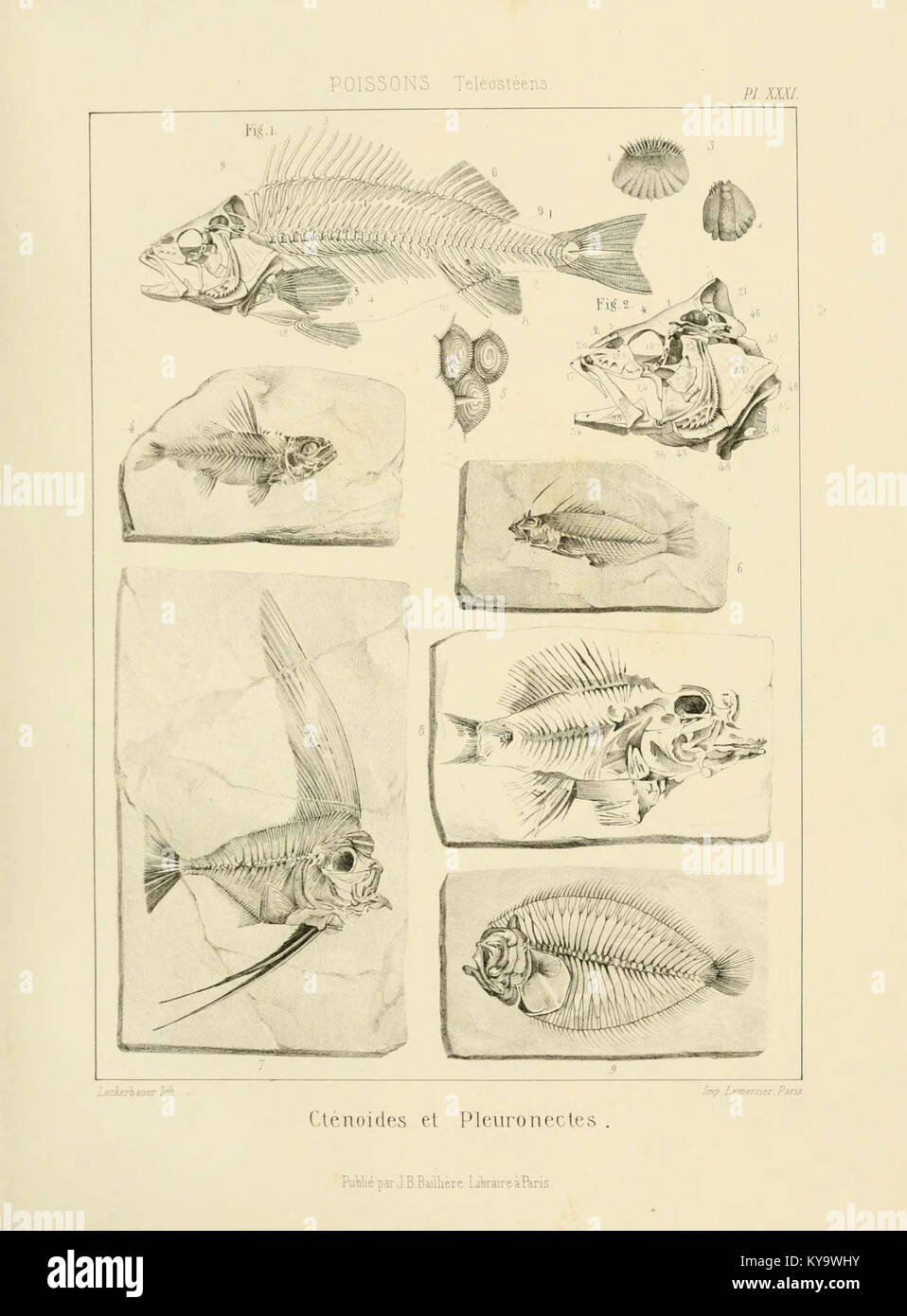 A plate from 'Trait de paléontologie,' a significant work in the field ...