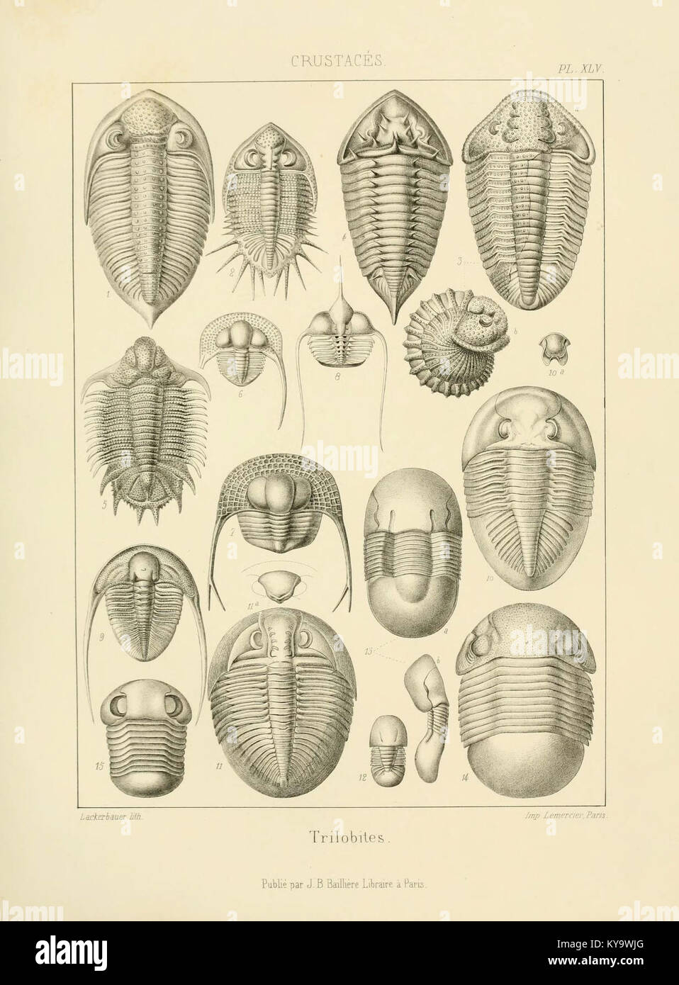 This plate from the 'Traité de paléontologie' features a ...