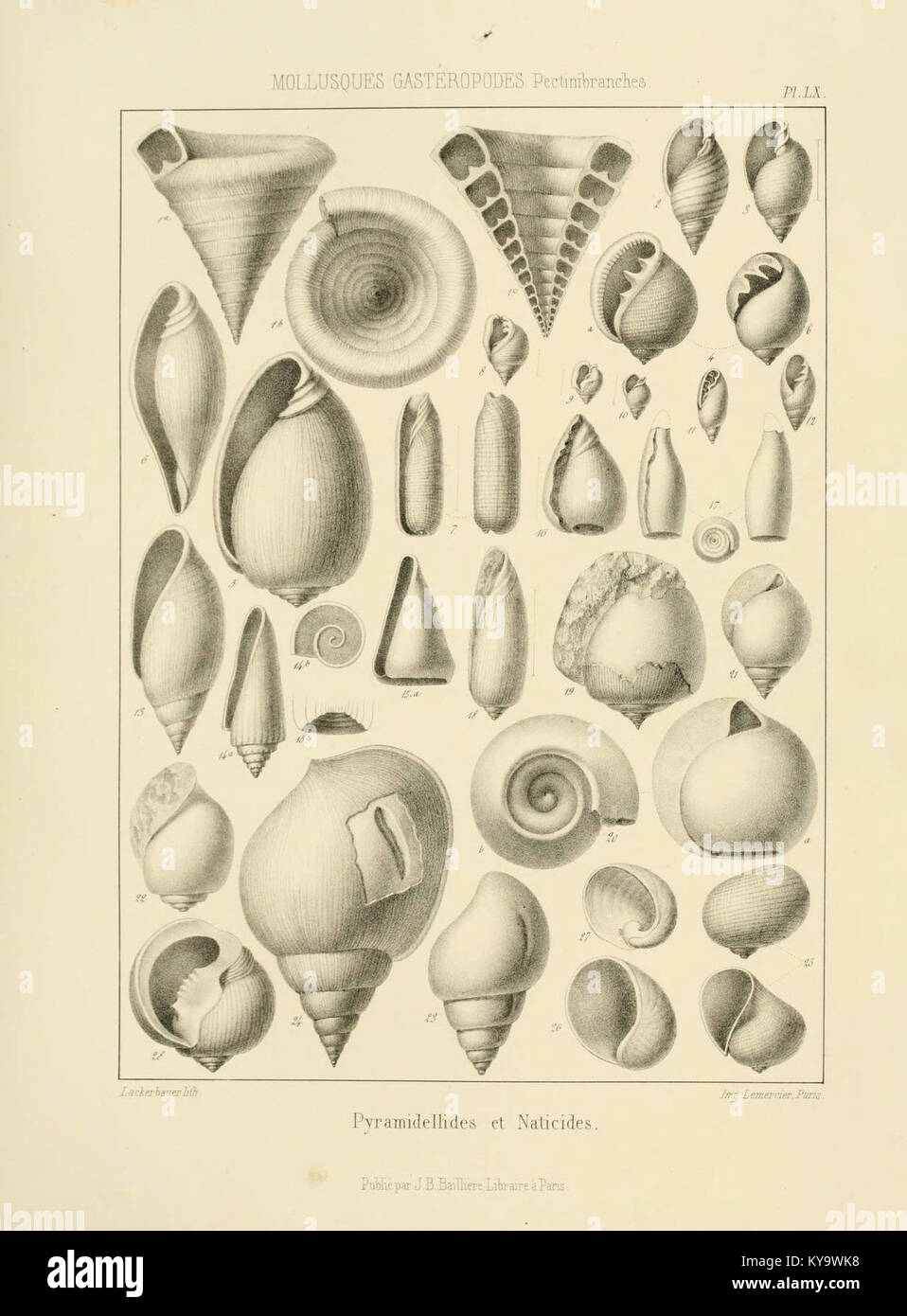 'Traité de paléontologie' is a paleontology textbook containing ...