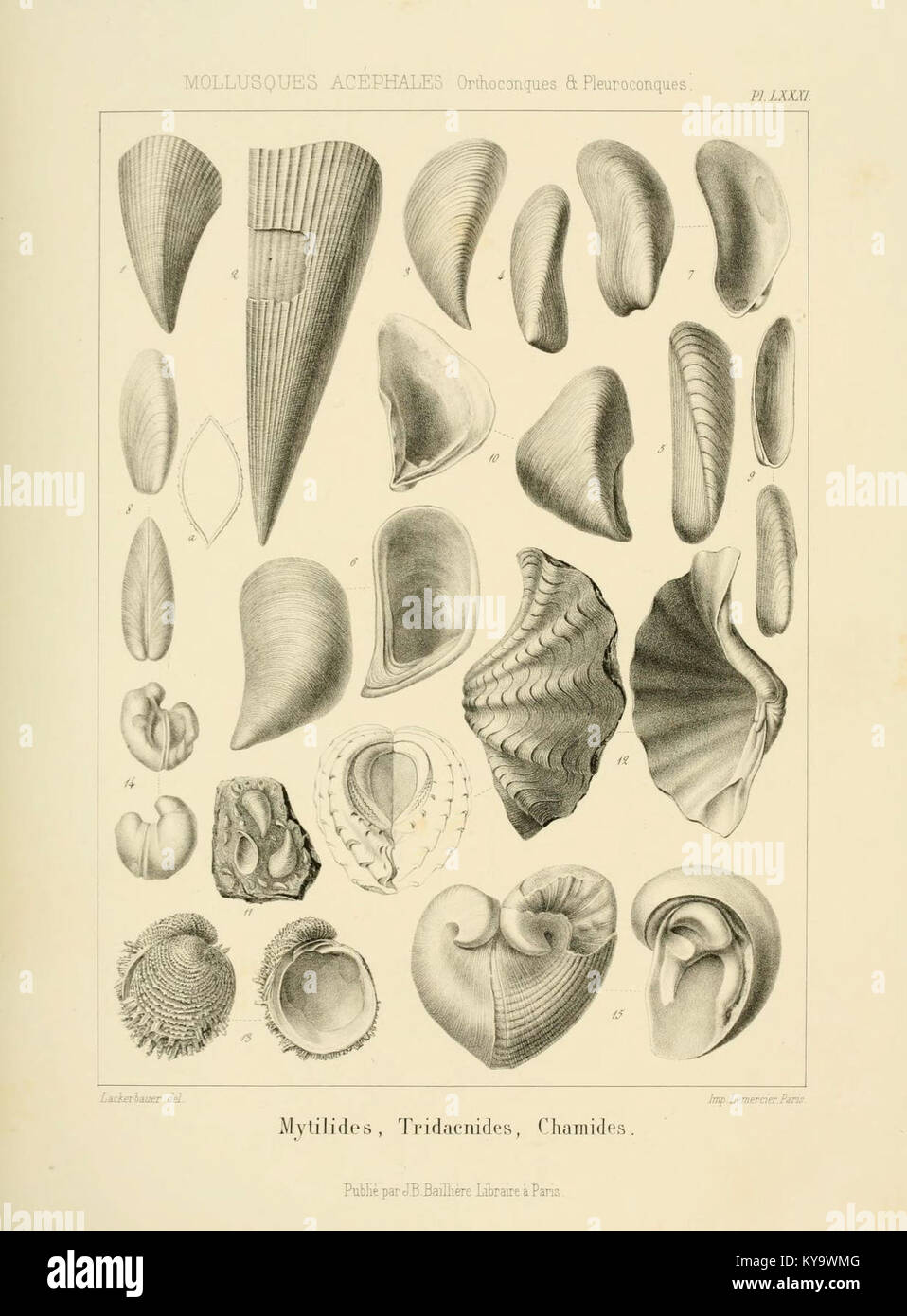 Paleontology scientific study history hi-res stock photography and ...