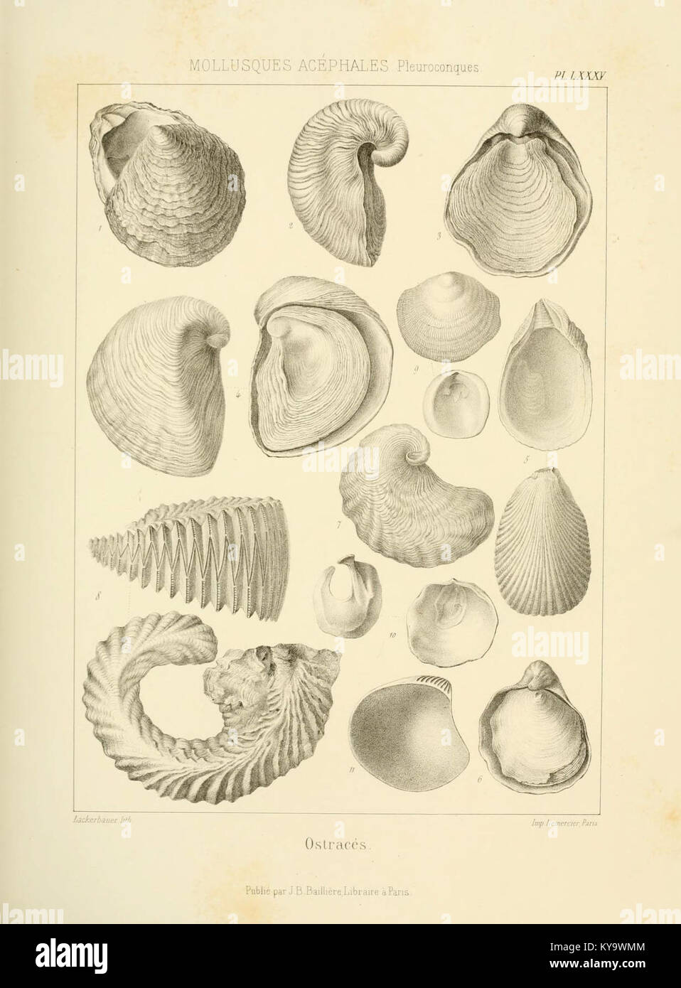 A plate from the 'Traité de paléontologie', illustrating important ...