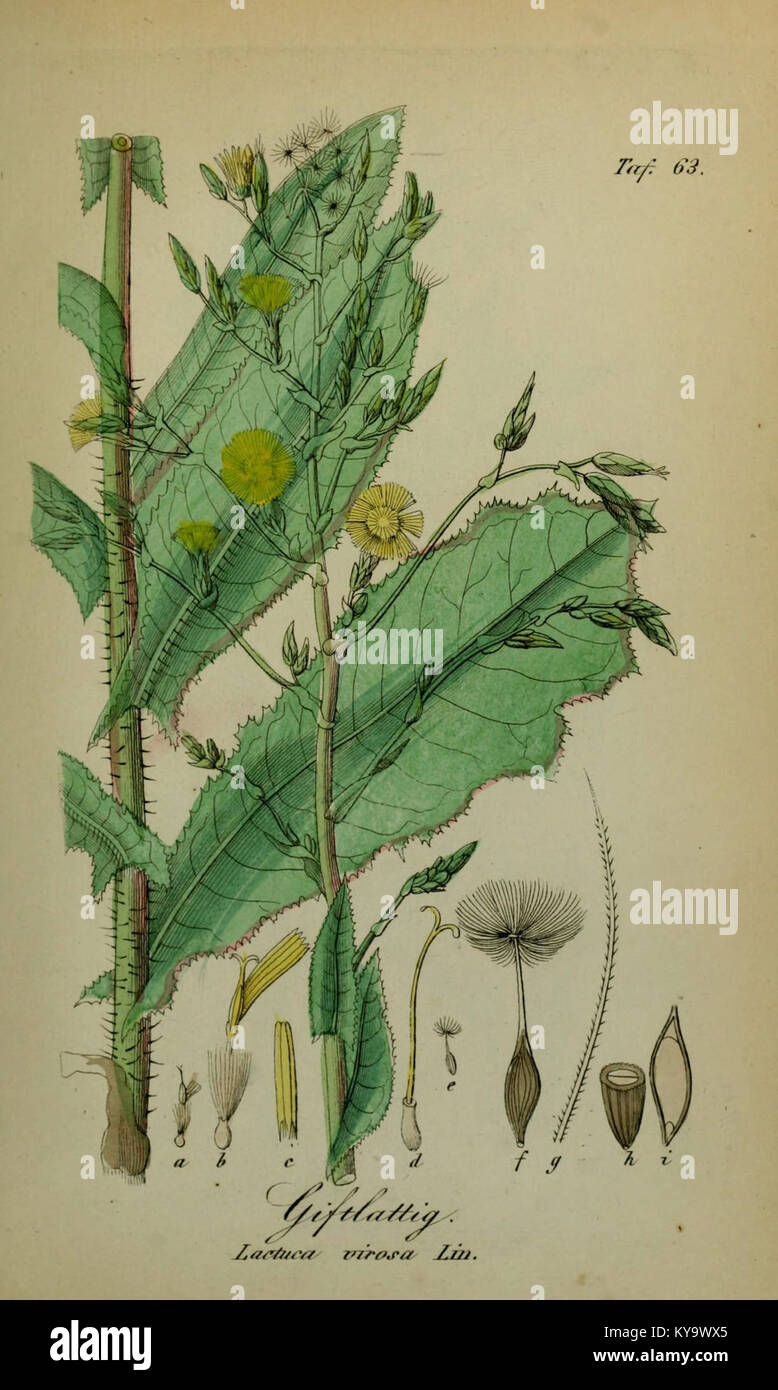 Plate 63 illustrates poisonous plant species native to Germany ...