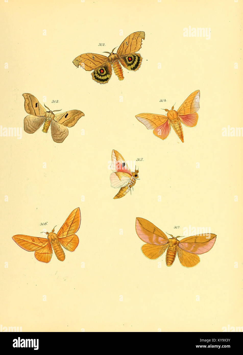 Lepidopteran wing pattern depiction hi-res stock photography and images ...