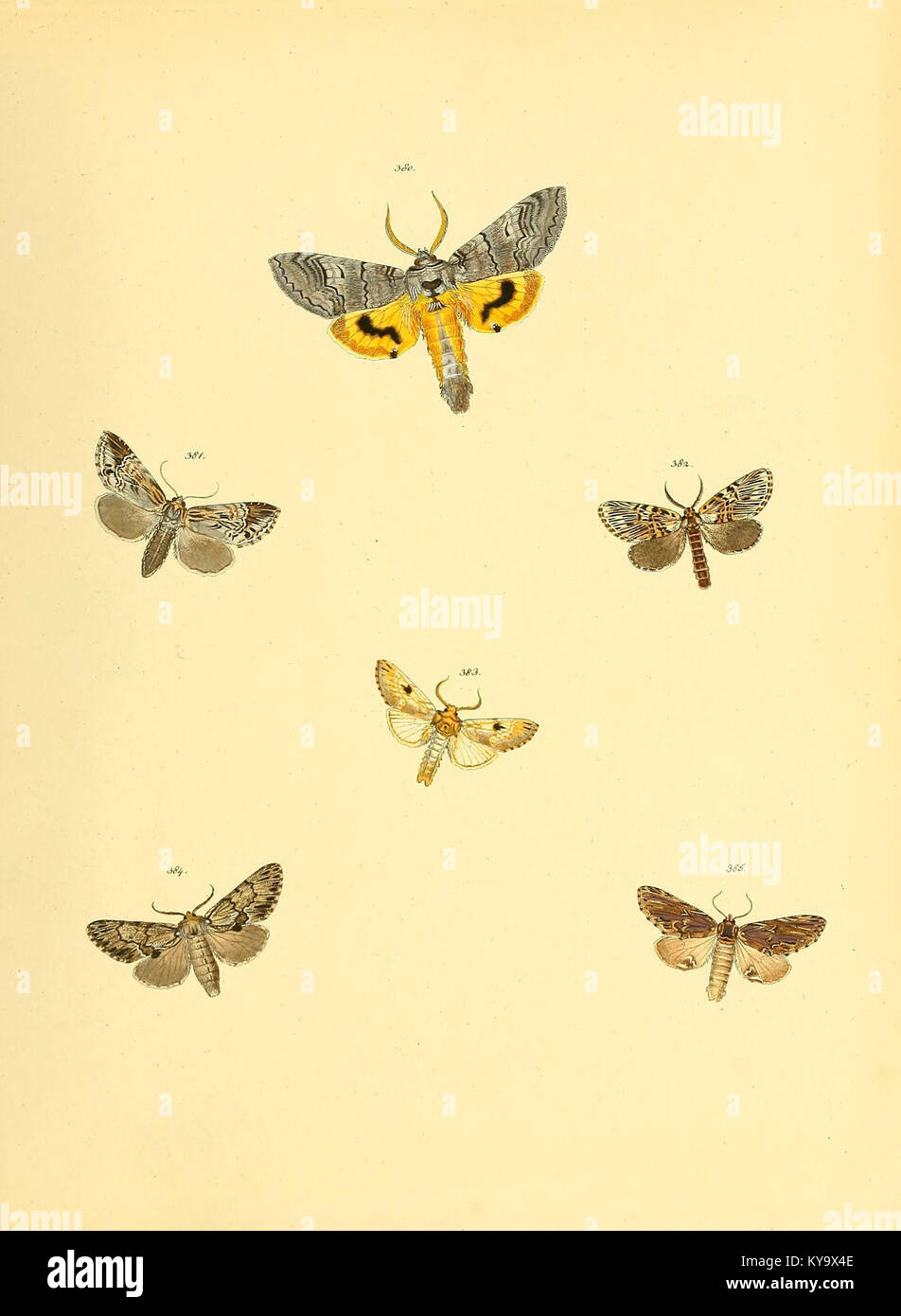 Worldwide butterflies hi-res stock photography and images - Alamy