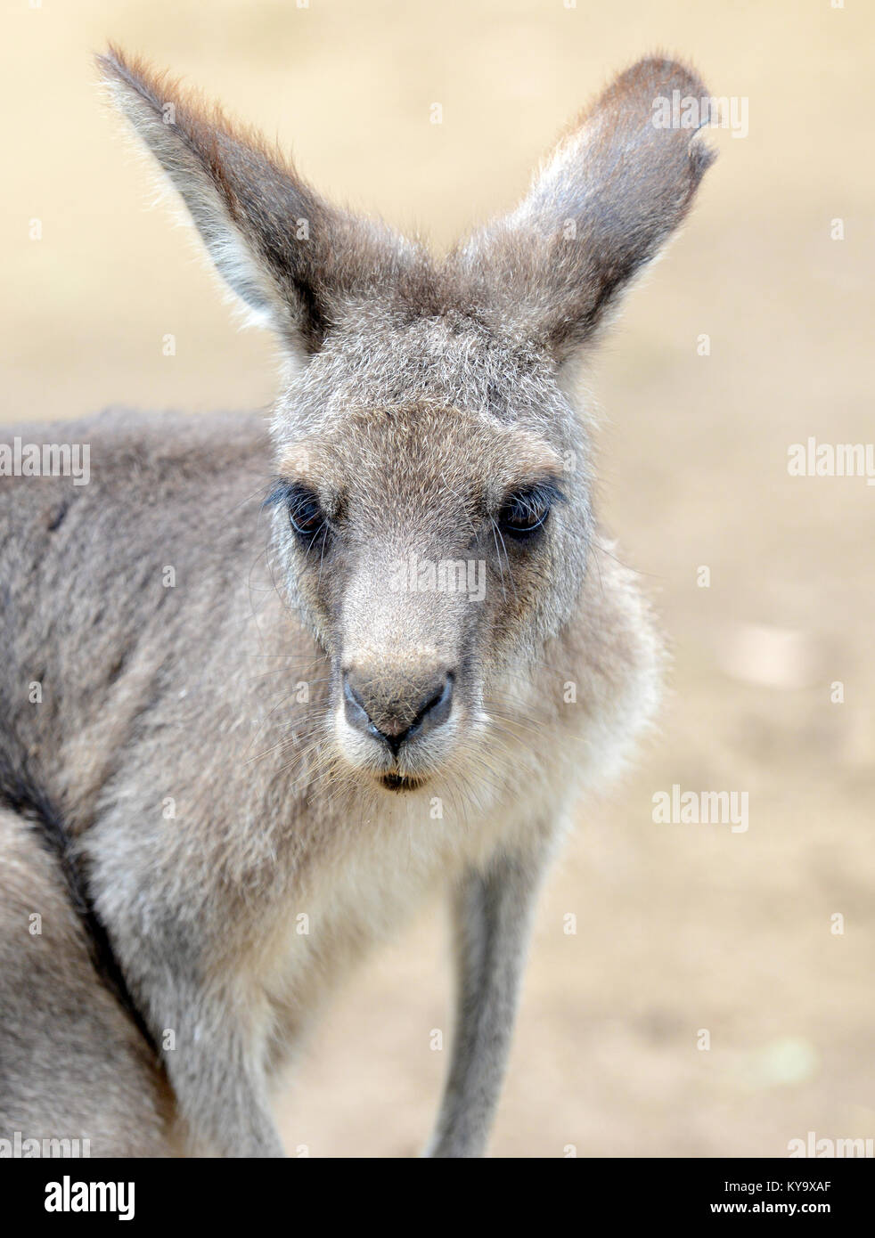 Eastern Grey kangaroo in Australia Stock Photo - Alamy
