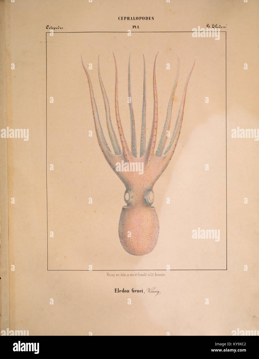 This reference refers to Mediterranean mollusks, a diverse group of ...