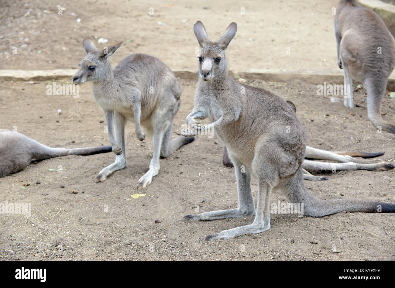 Eastern Grey kangaroo in Australia Stock Photo - Alamy