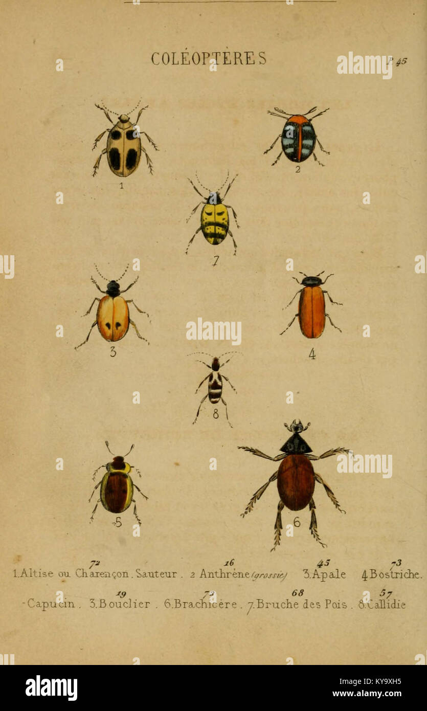 An illustration from 'Petit Buffon Illustré,' a famous natural history ...