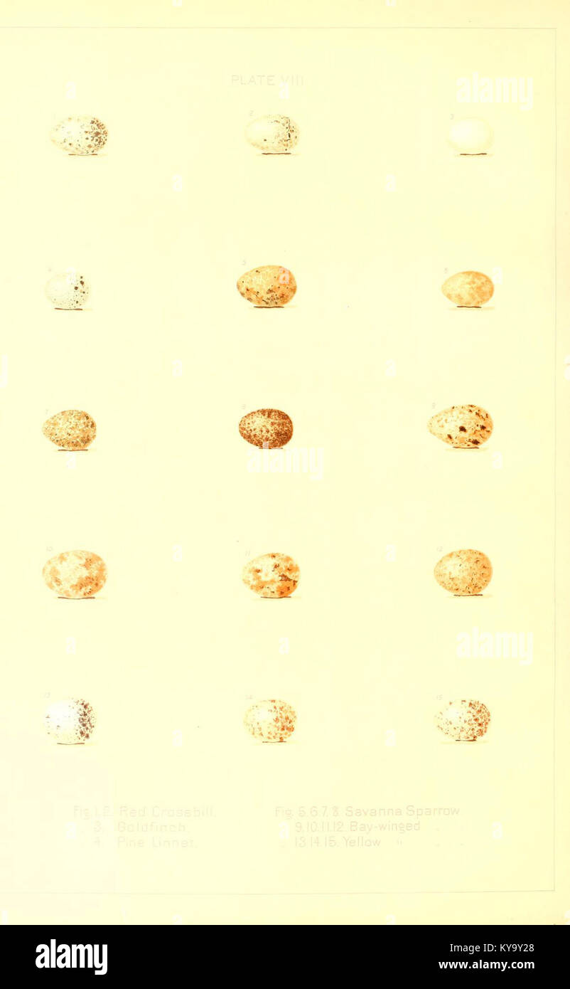 Illustration from 'Oölogy of New England' plate VIII, showing detailed ...