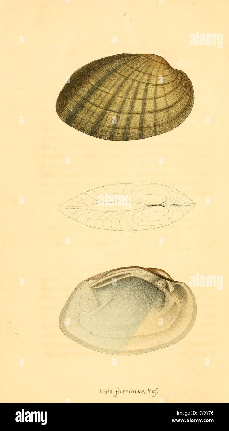 This is a scientific illustration from a monograph on the Unionidae ...
