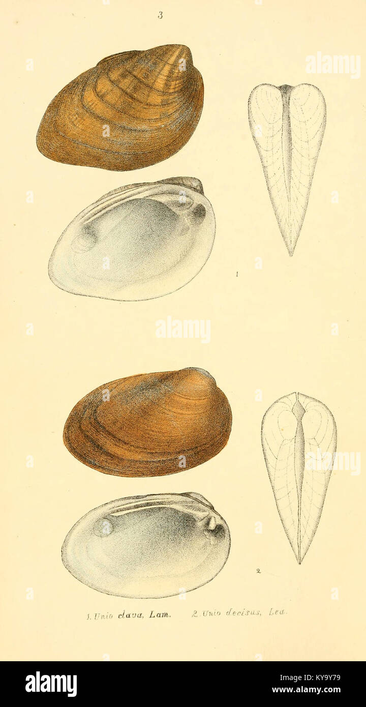 This plate from the 'Monography of the family Unionidæ' provides ...