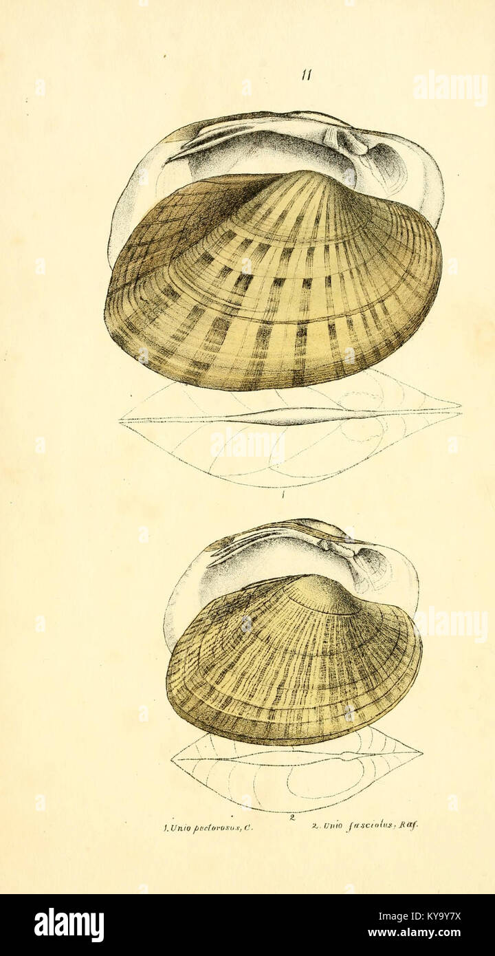 The image depicts a scientific monograph of the Unionidae family ...