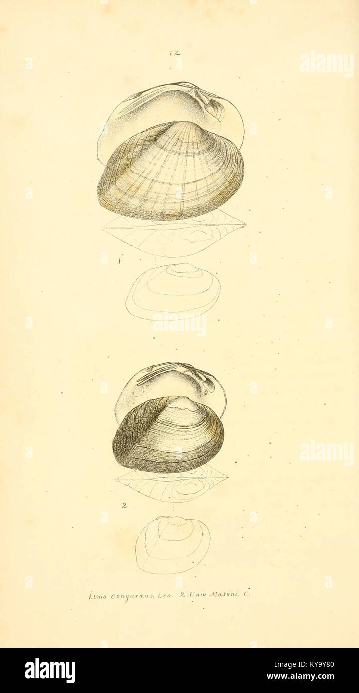Monography of the family Unionidæ (Plate XII, Fig. 1) (6376873125 Stock ...