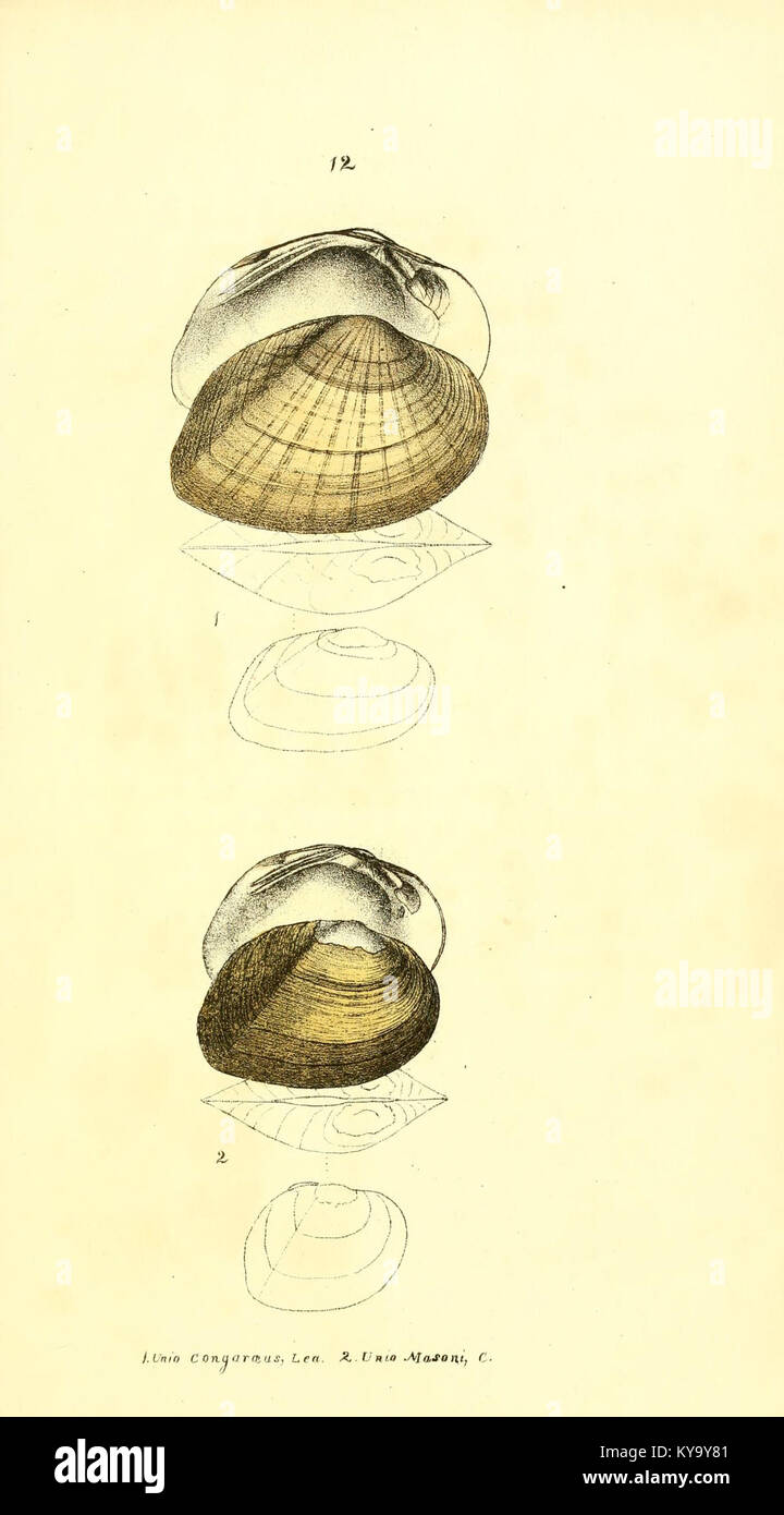Monography of the family Unionidæ (Plate XII, Fig. 2) (6376873579 Stock ...