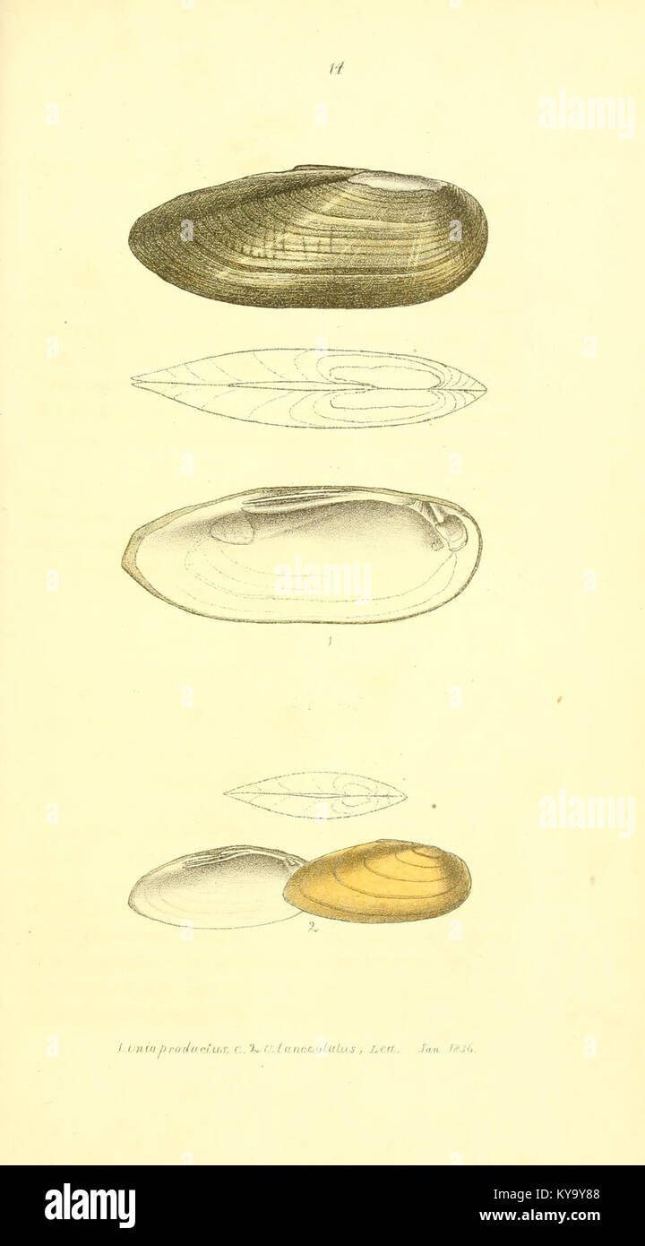 Study explores detailed anatomy hi-res stock photography and images - Alamy