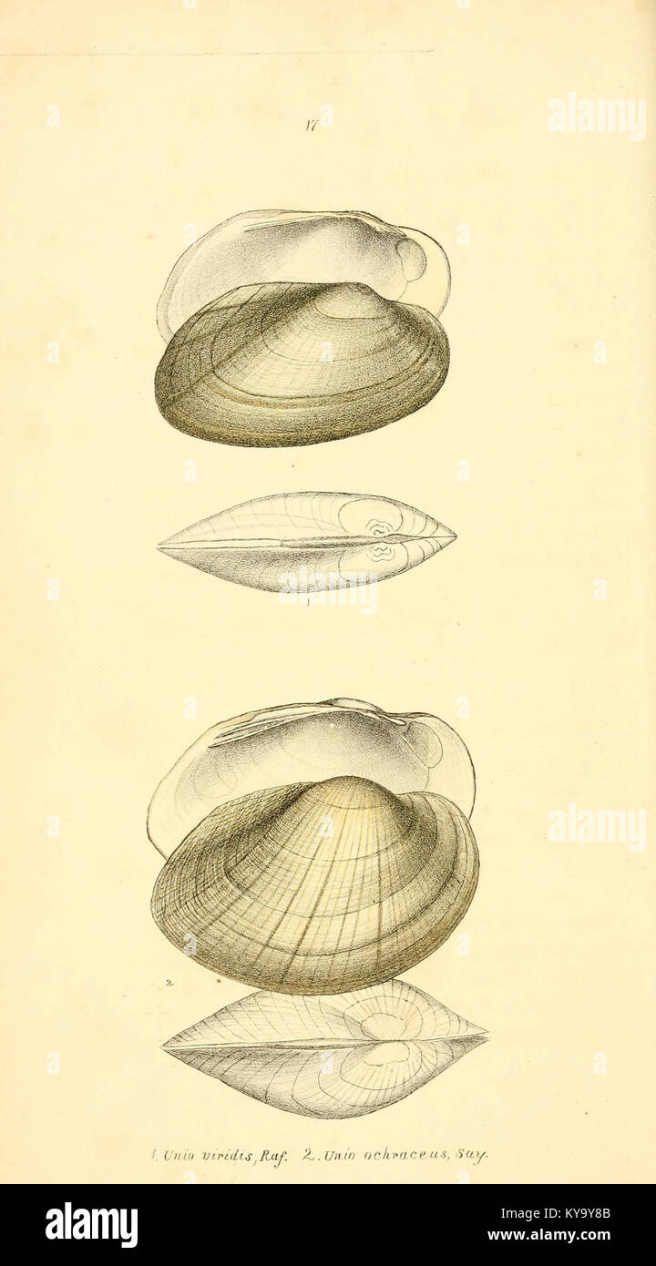 Monography of the family Unionidæ (Plate XVII, Fig. 1) (6376877525 ...