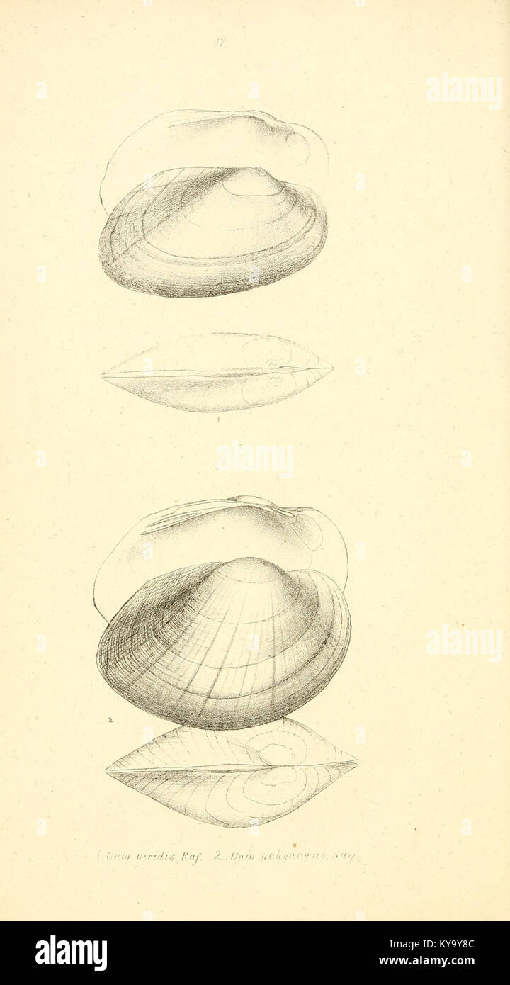 Monography of the family Unionidæ (Plate XVII, Fig. 2) (6376878249 ...