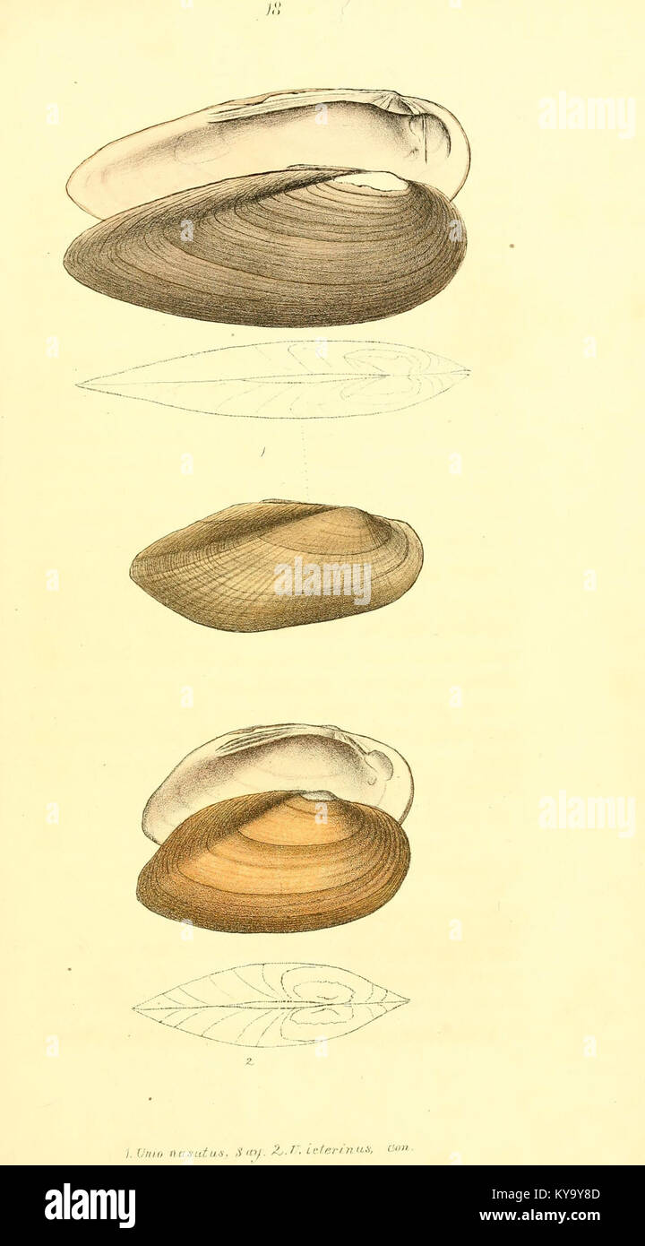 Monography of the family Unionidæ (Plate XVIII, Fig. 1) (6376878761 ...