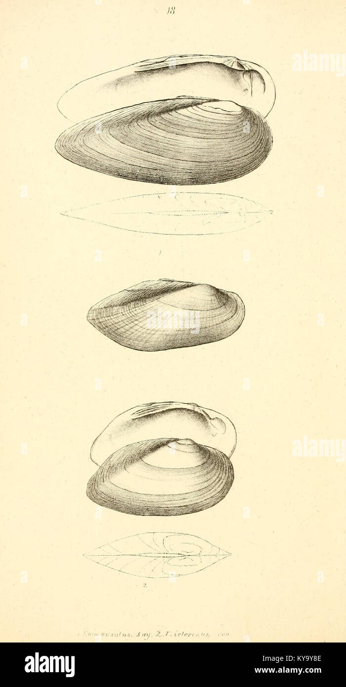 Freshwater mussel illustration hi-res stock photography and images - Alamy