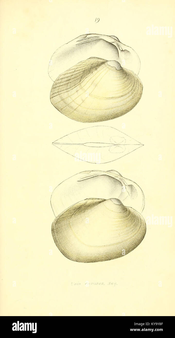 Unionidae family hi-res stock photography and images - Alamy