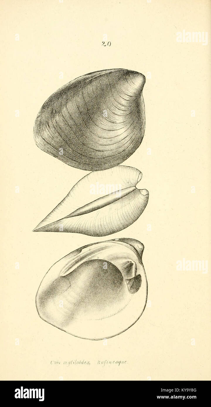 Biological study examines freshwater hi-res stock photography and ...