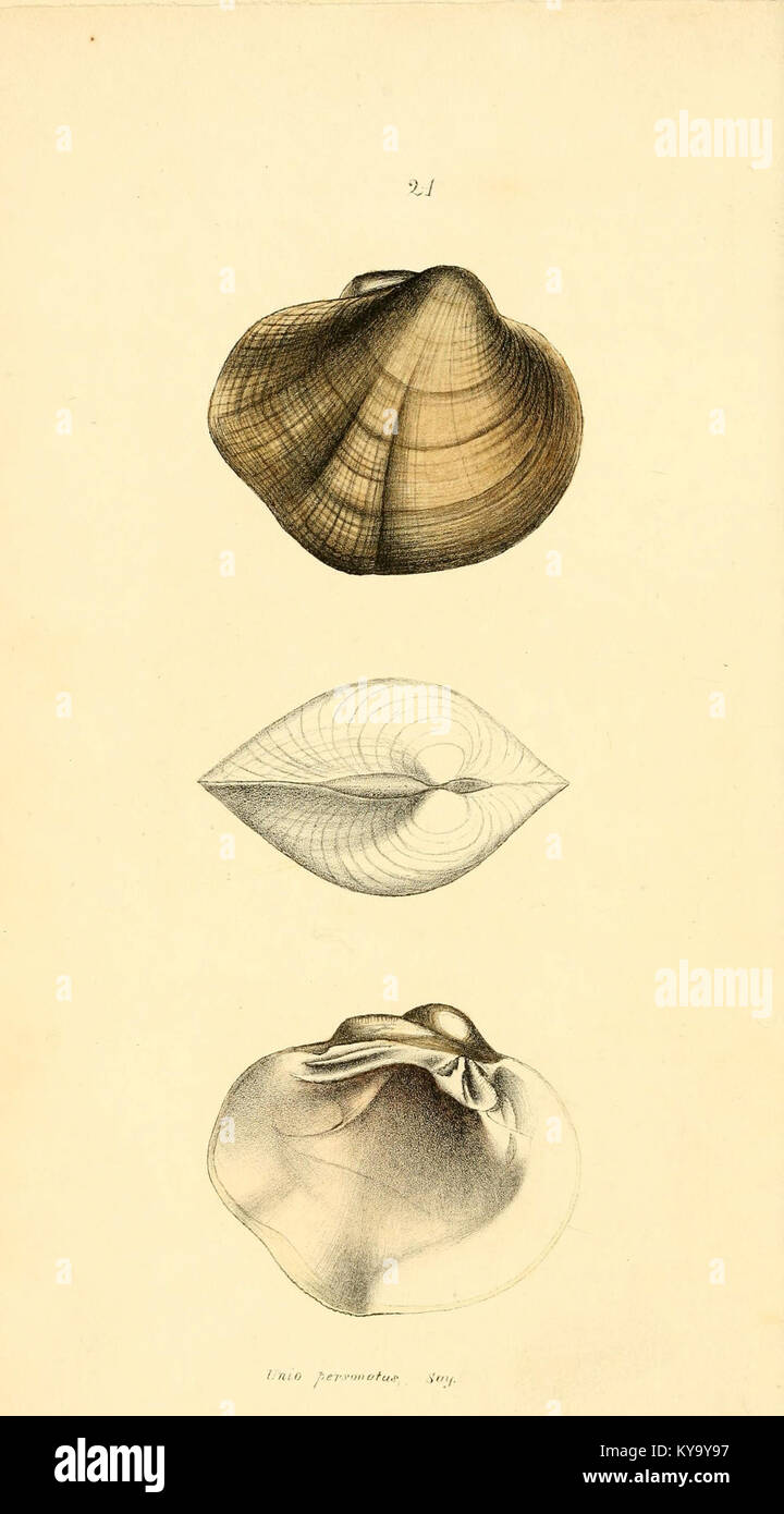 Various bivalve species hi-res stock photography and images - Alamy