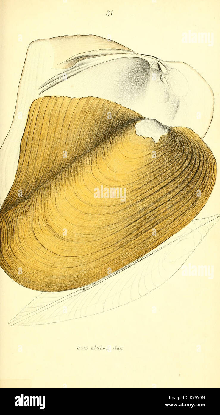An illustrated scientific monograph on the Unionidae family of ...