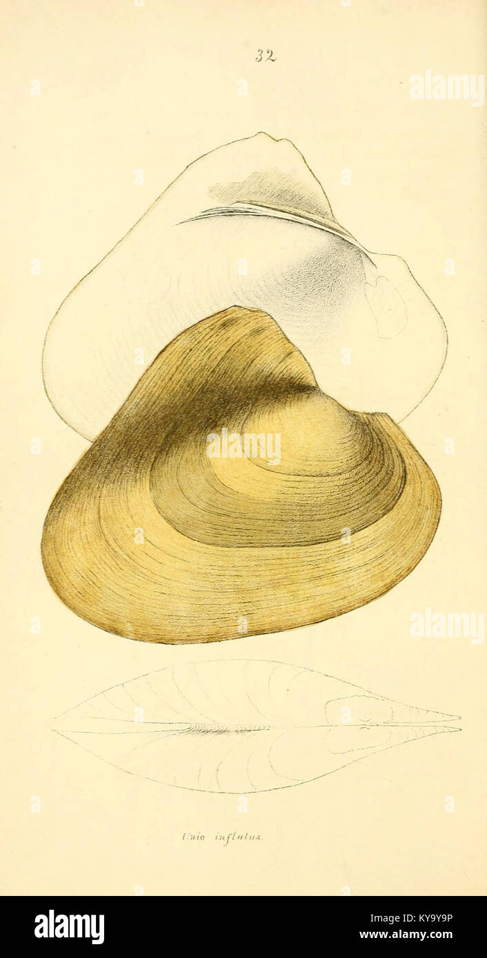 A scientific monograph on the Unionidae family of freshwater mussels ...