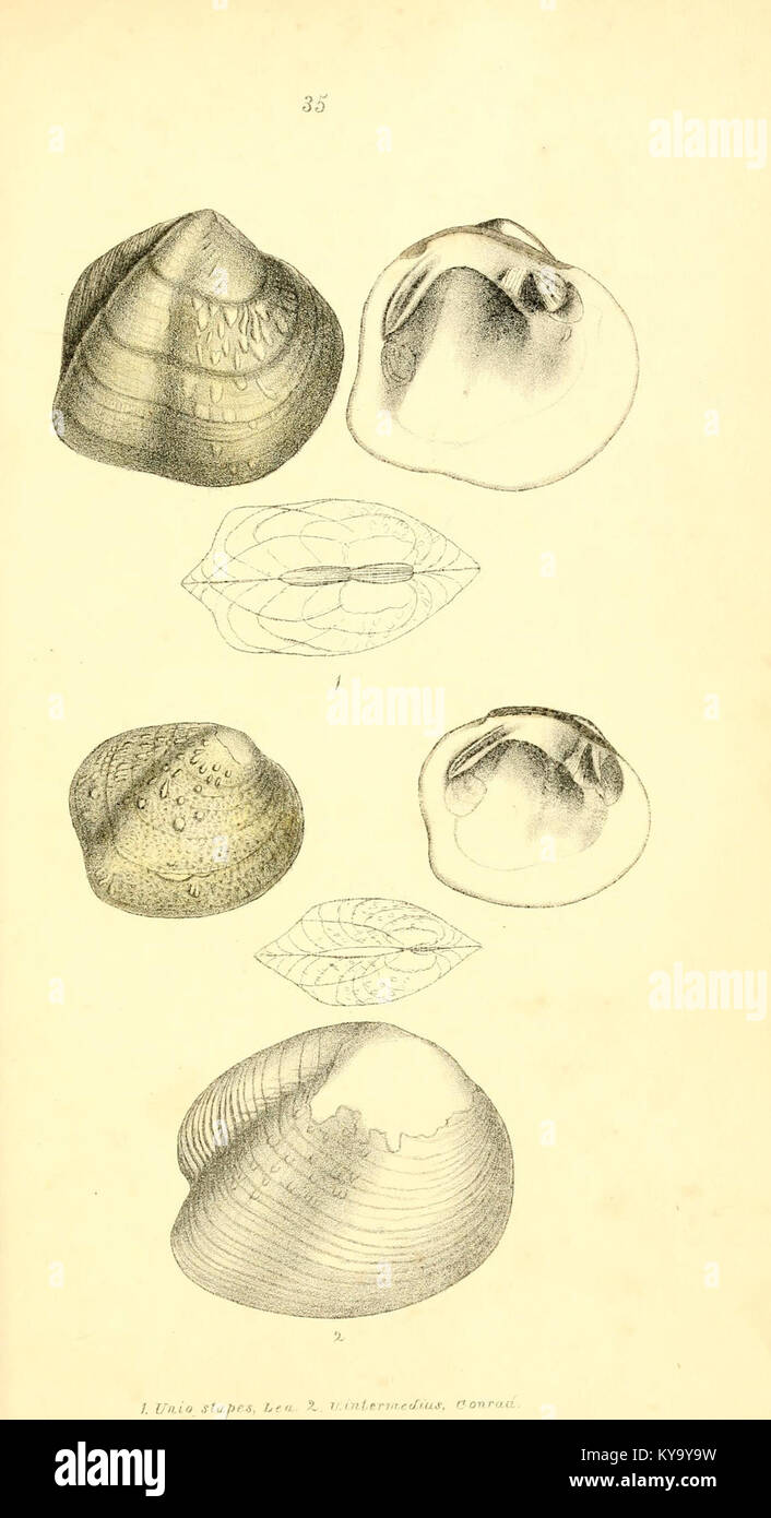 Monography of the family Unionidæ (Plate XXXV, Fig. 1) (6376893411 ...