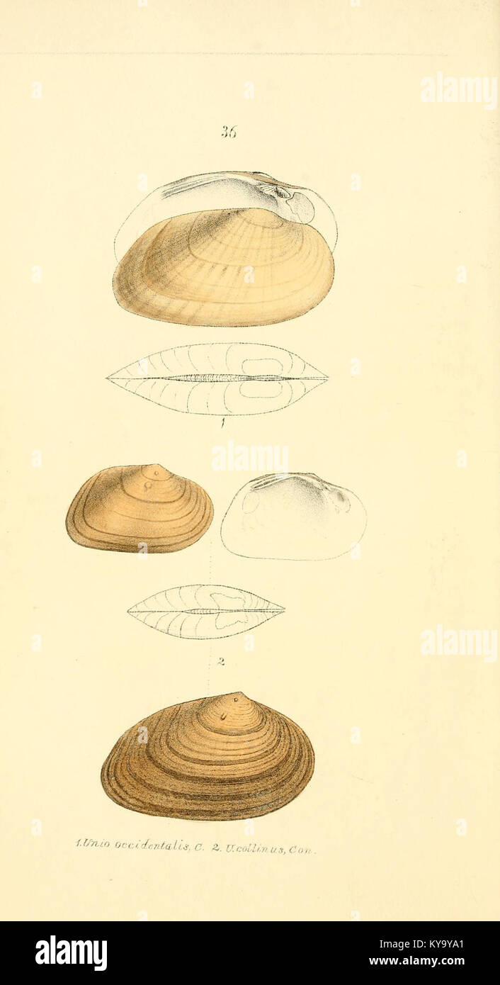 Monography of the family Unionidæ (Plate XXXVI, Fig. 2) (6376894933 ...