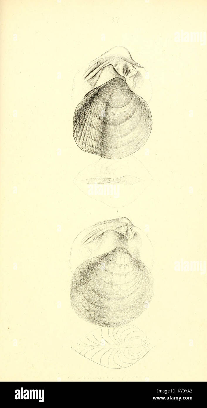 An illustration from 'Monography of the family Unionidæ' depicting ...