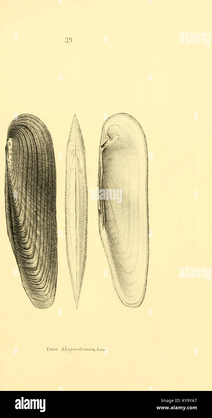 Unionidae family hi-res stock photography and images - Alamy